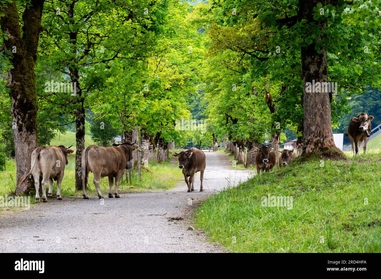 Path across a cow pasture in the Bavarian Alps Stock Photo - Alamy