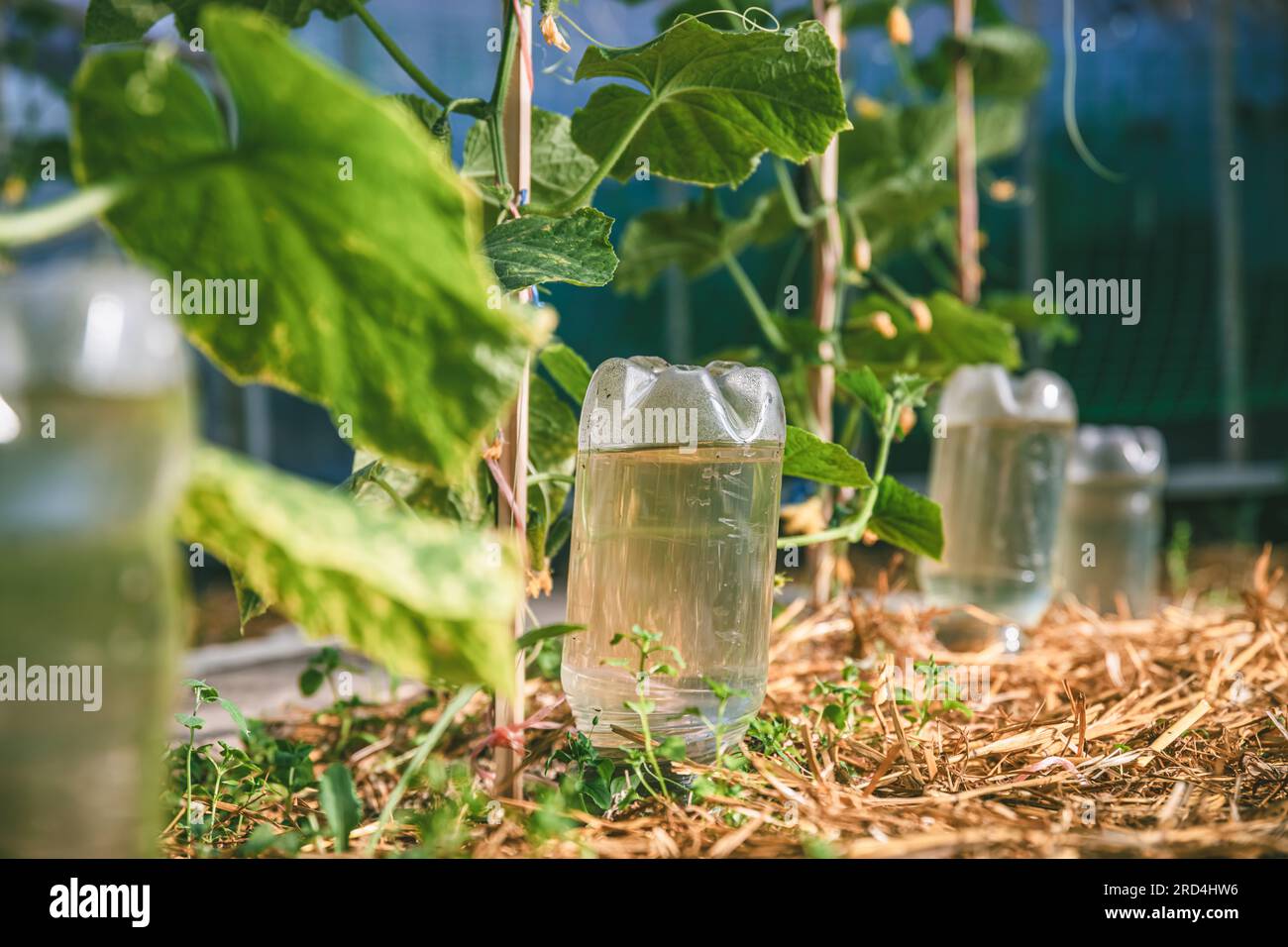 Automatic watering of cucumbers with plastic bottles Stock Photo - Alamy