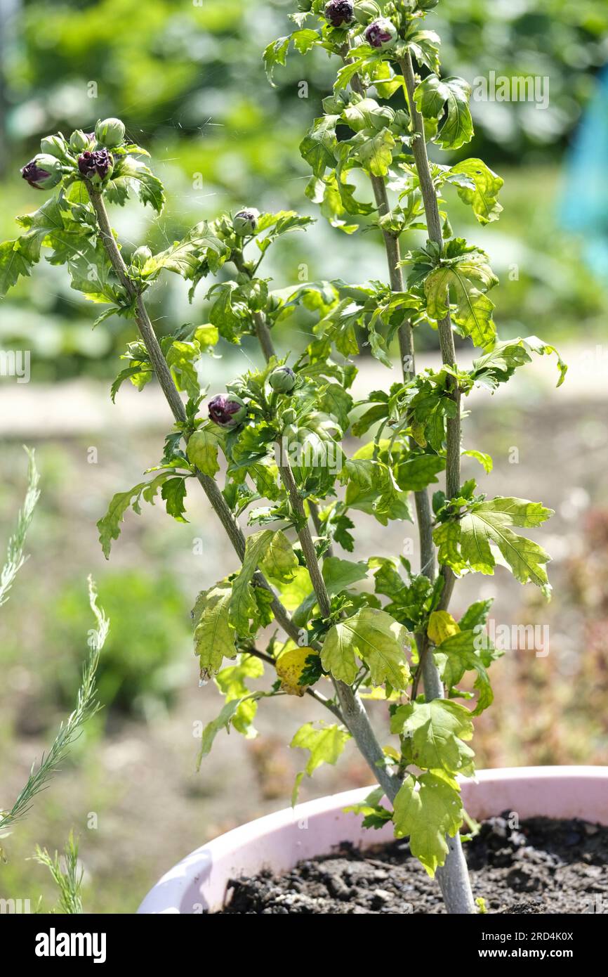 Young Hibiscus shrub in planter with flower buds Stock Photo - Alamy
