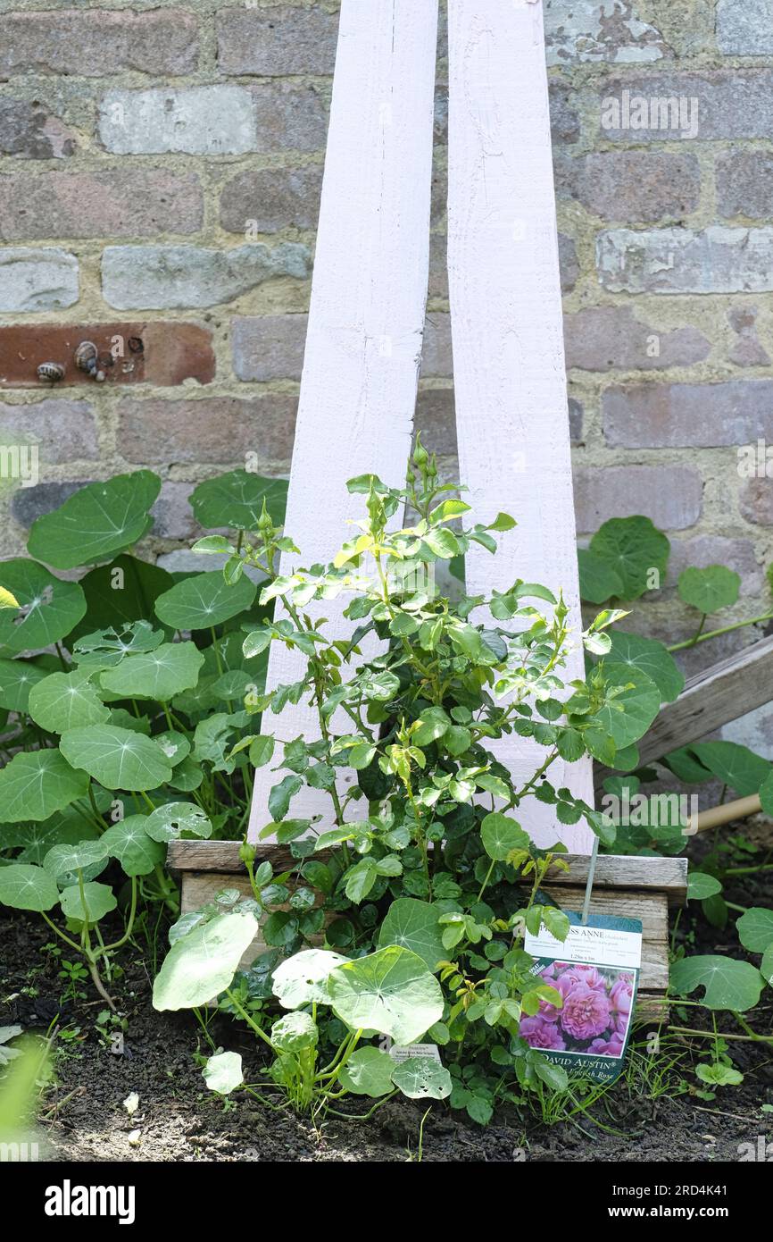 Large salvaged roof rafters painted and leant against garden wall to ...