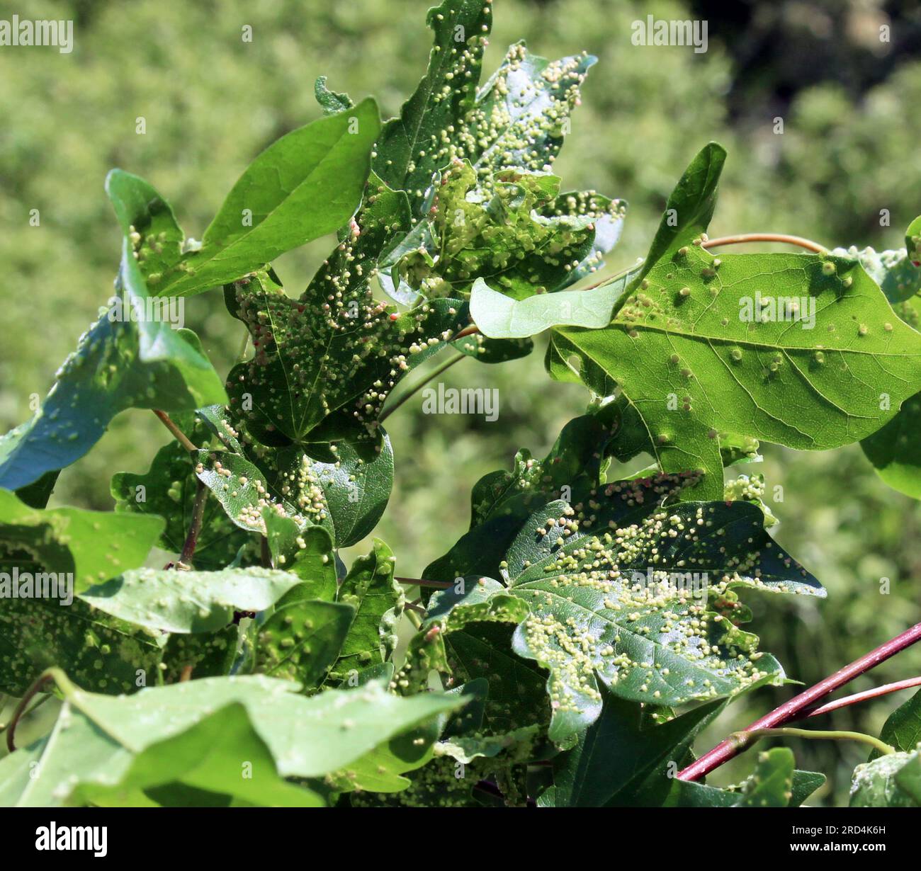 Aceria myriadeum is a species of mites in the family Eriophyidae and ...