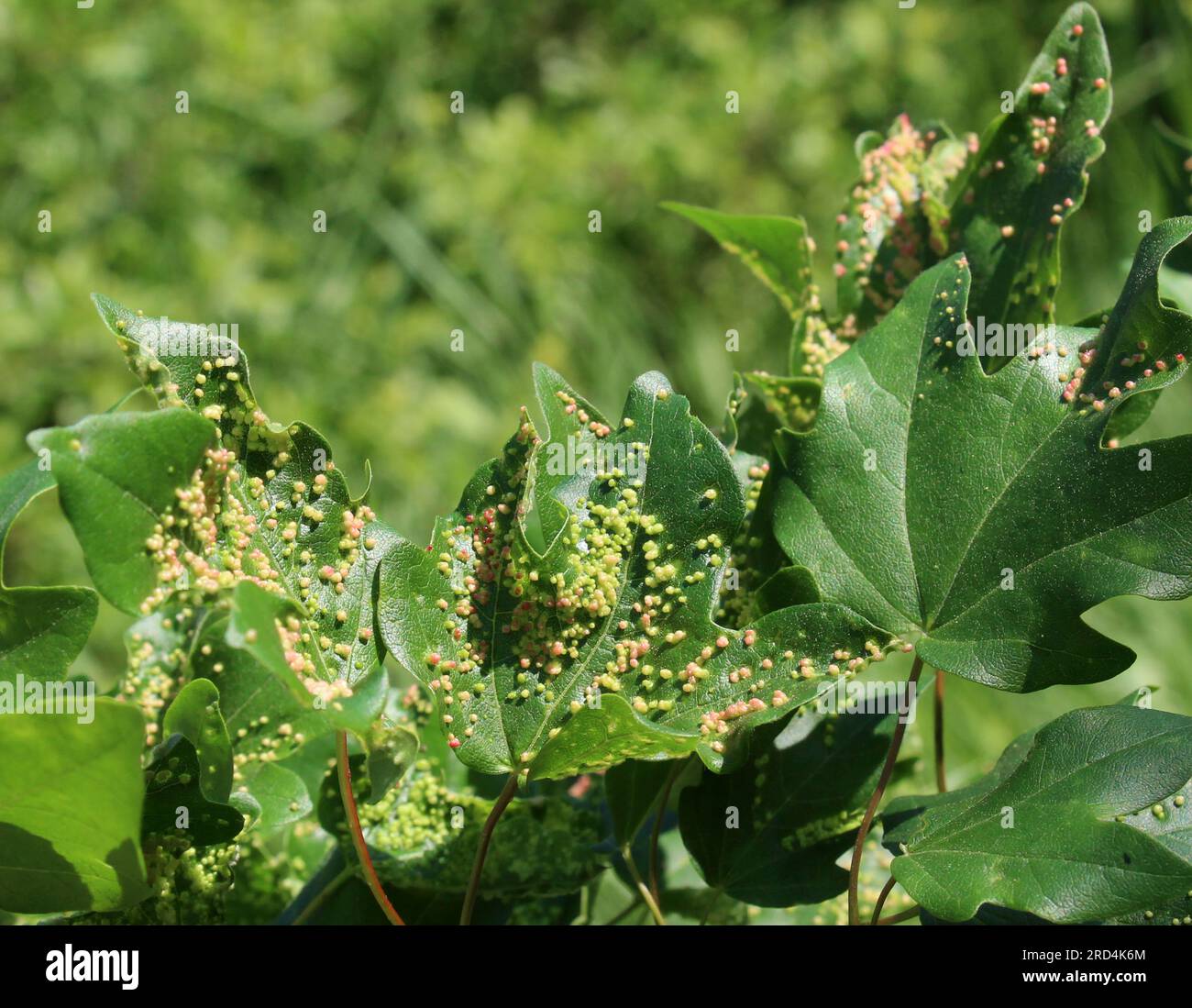 Aceria myriadeum is a species of mites in the family Eriophyidae and ...