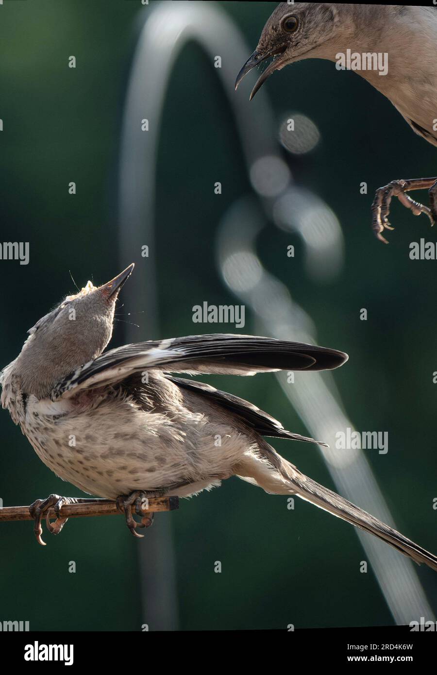 Angry birdst butter bird feedr hi-res stock photography and images - Alamy