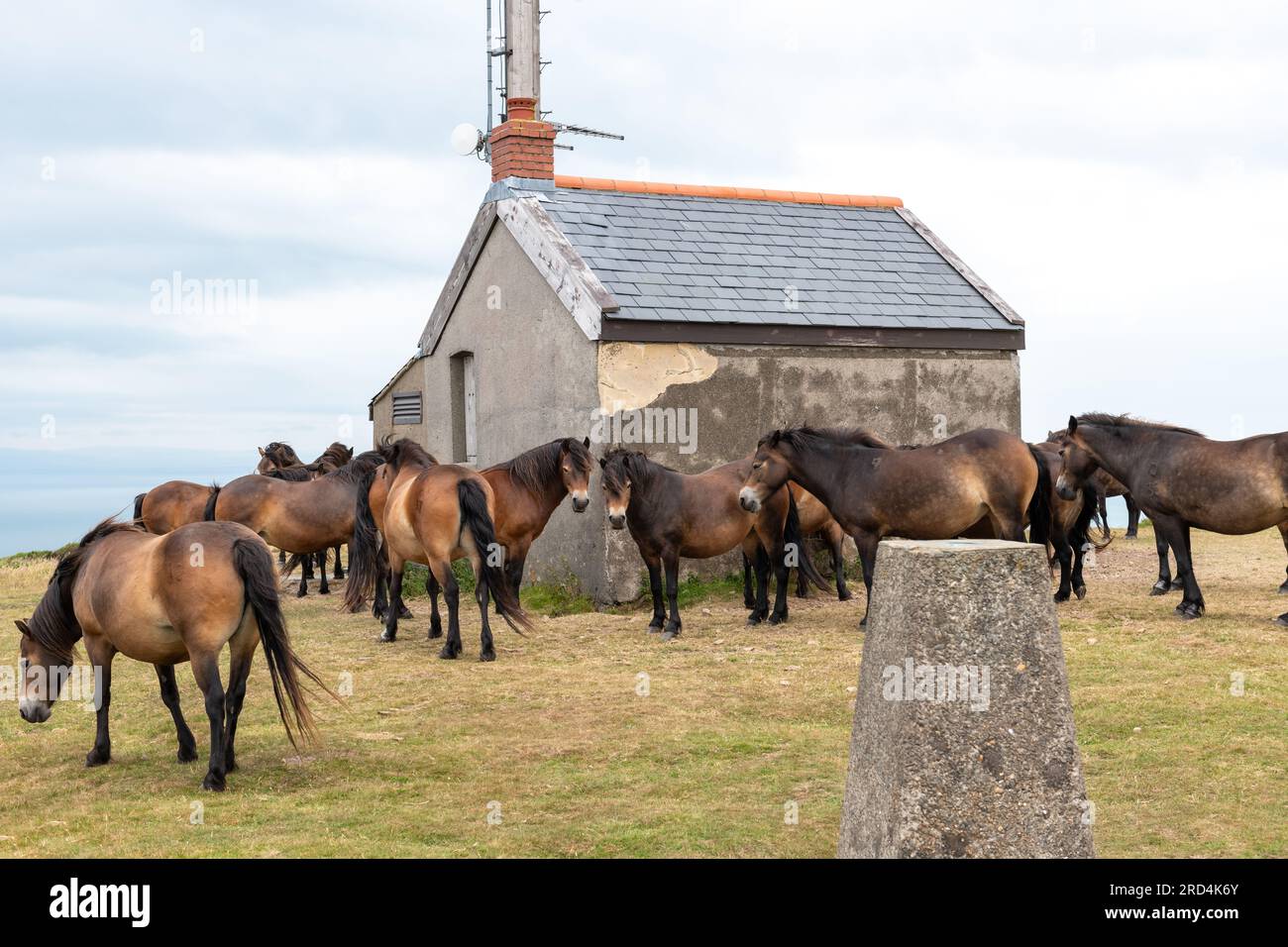 Exmoor ponies at the top of Countisbury Hill in Exmoor National Park ...