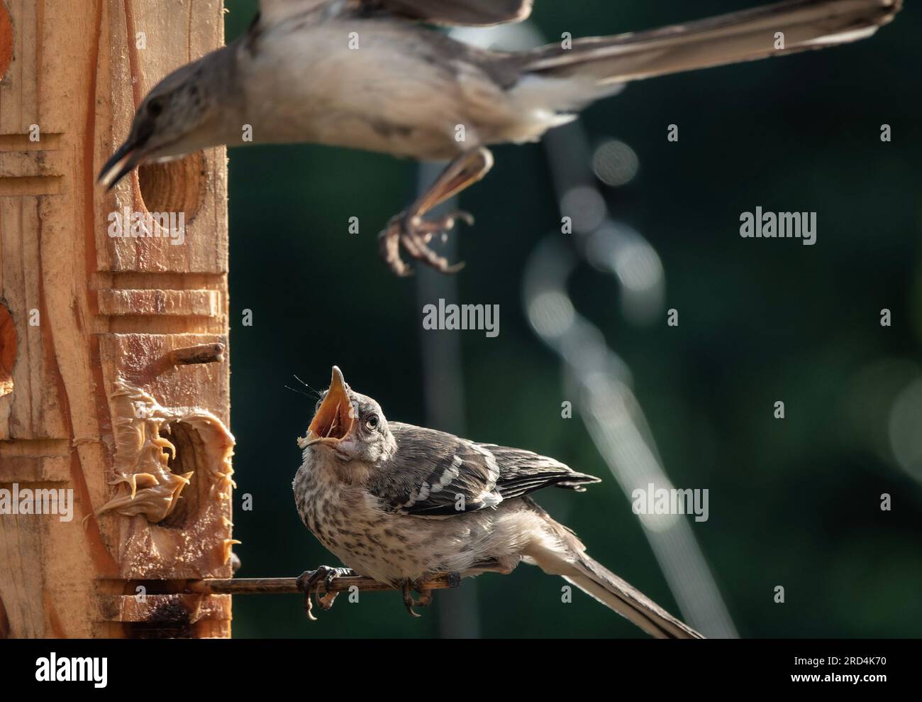 Angry birdst butter bird feedr hi-res stock photography and images - Alamy