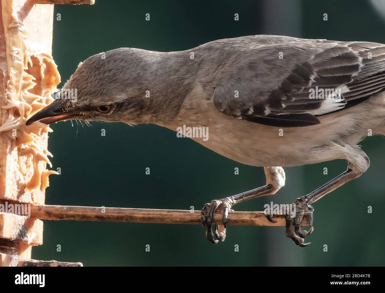 Northern Mockingbird on the bird feeder Stock Photo - Alamy