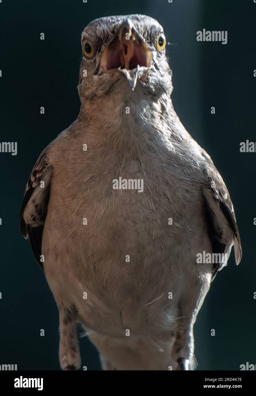 Northern Mockingbird on the bird feeder Stock Photo - Alamy