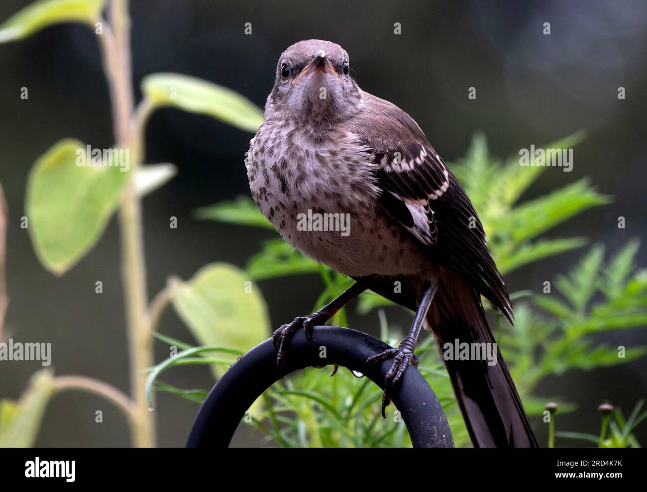 Northern Mockingbird on the bird feeder Stock Photo - Alamy