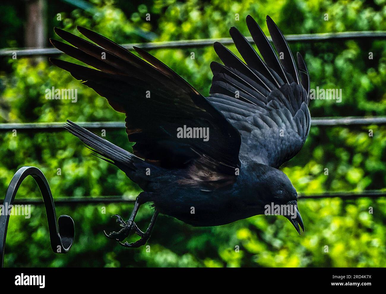 A big black bird takes flight Stock Photo - Alamy