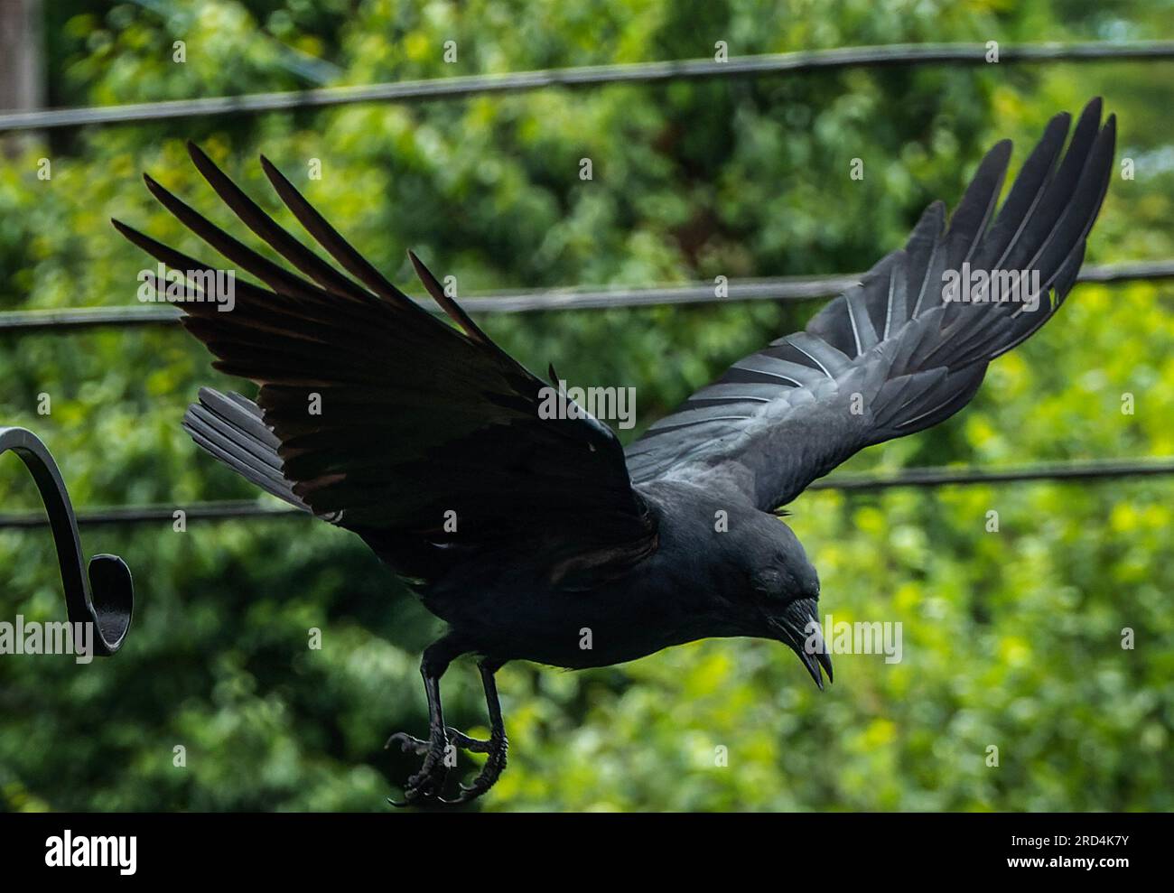 A big black bird takes flight Stock Photo - Alamy