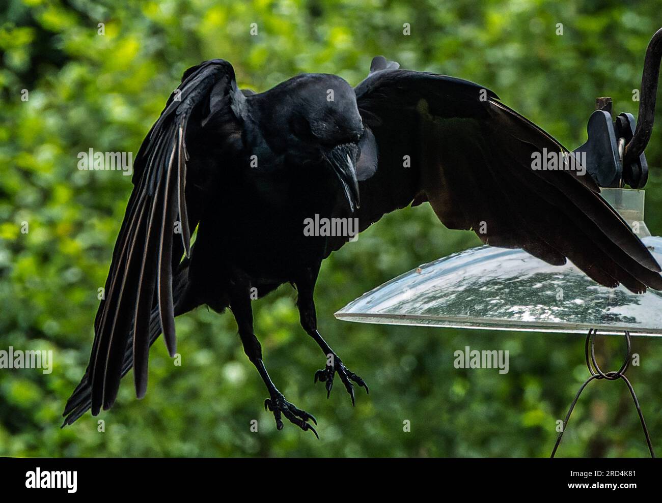 A big black bird takes flight Stock Photo - Alamy
