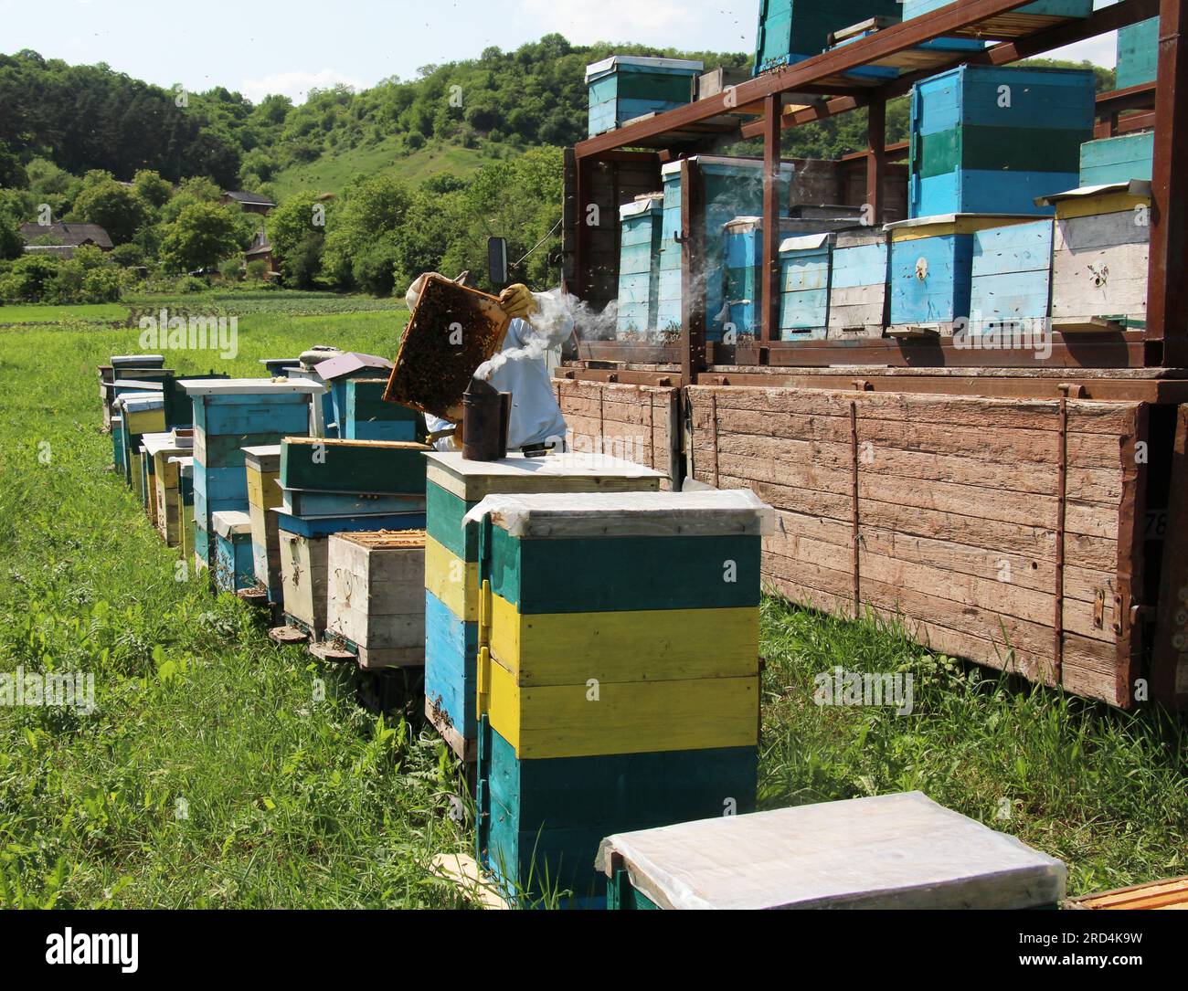 A beekeeper inspects bee combs at a nomadic apiary Stock Photo - Alamy