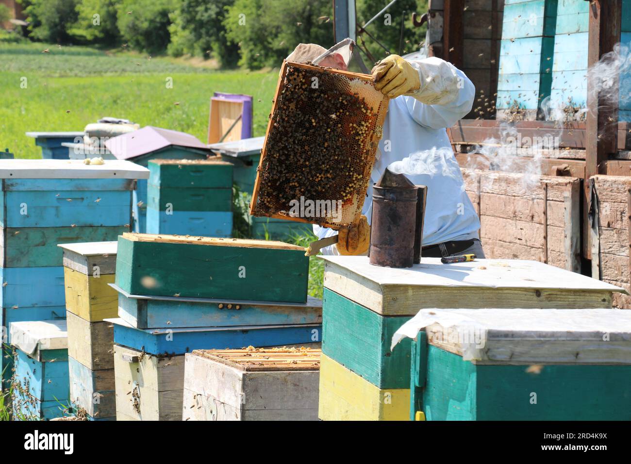 A beekeeper inspects bee combs at a nomadic apiary Stock Photo - Alamy