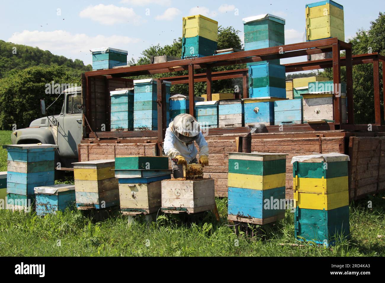 A beekeeper inspects bee combs at a nomadic apiary Stock Photo - Alamy