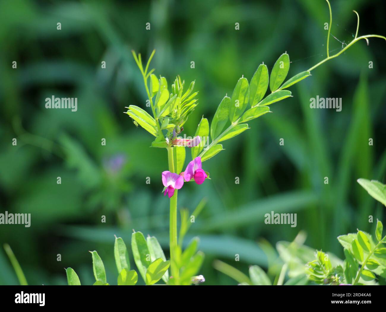Black pea (Vicia sativa subsp. nigra) grows among grasses in the wild ...