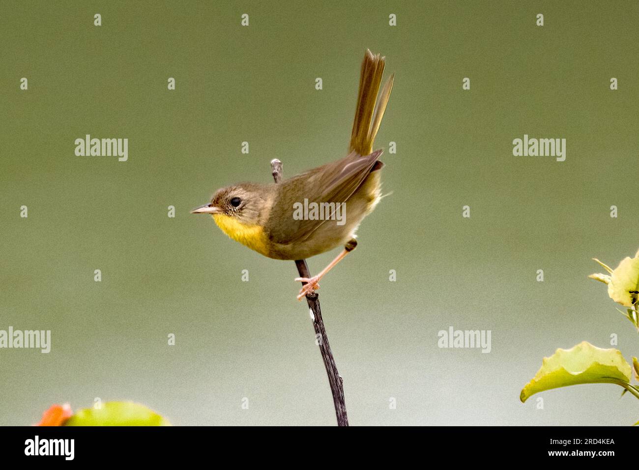 Sparrow migration hi-res stock photography and images - Alamy