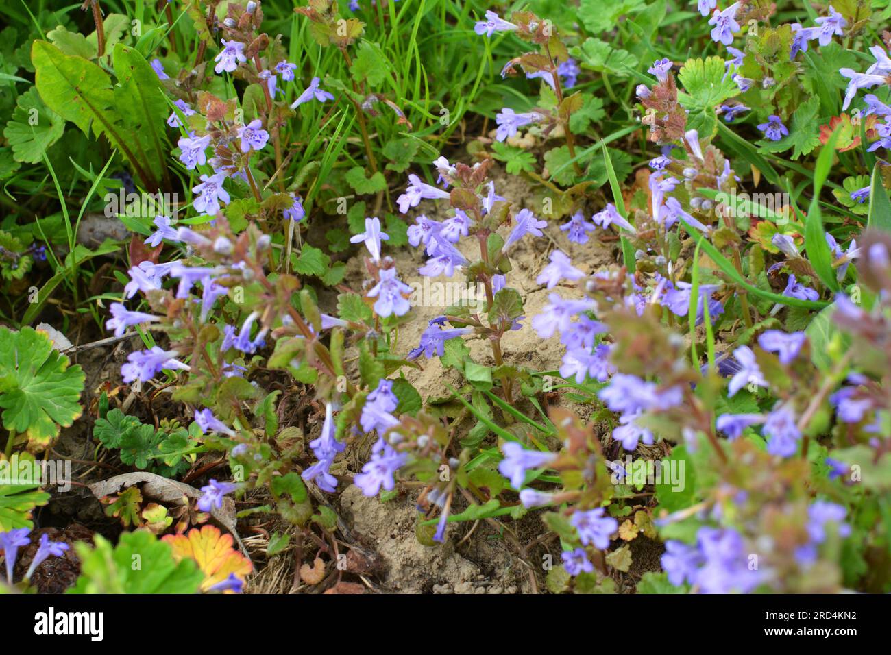 In spring, Glechoma hederacea grows and blooms in the wild Stock Photo ...