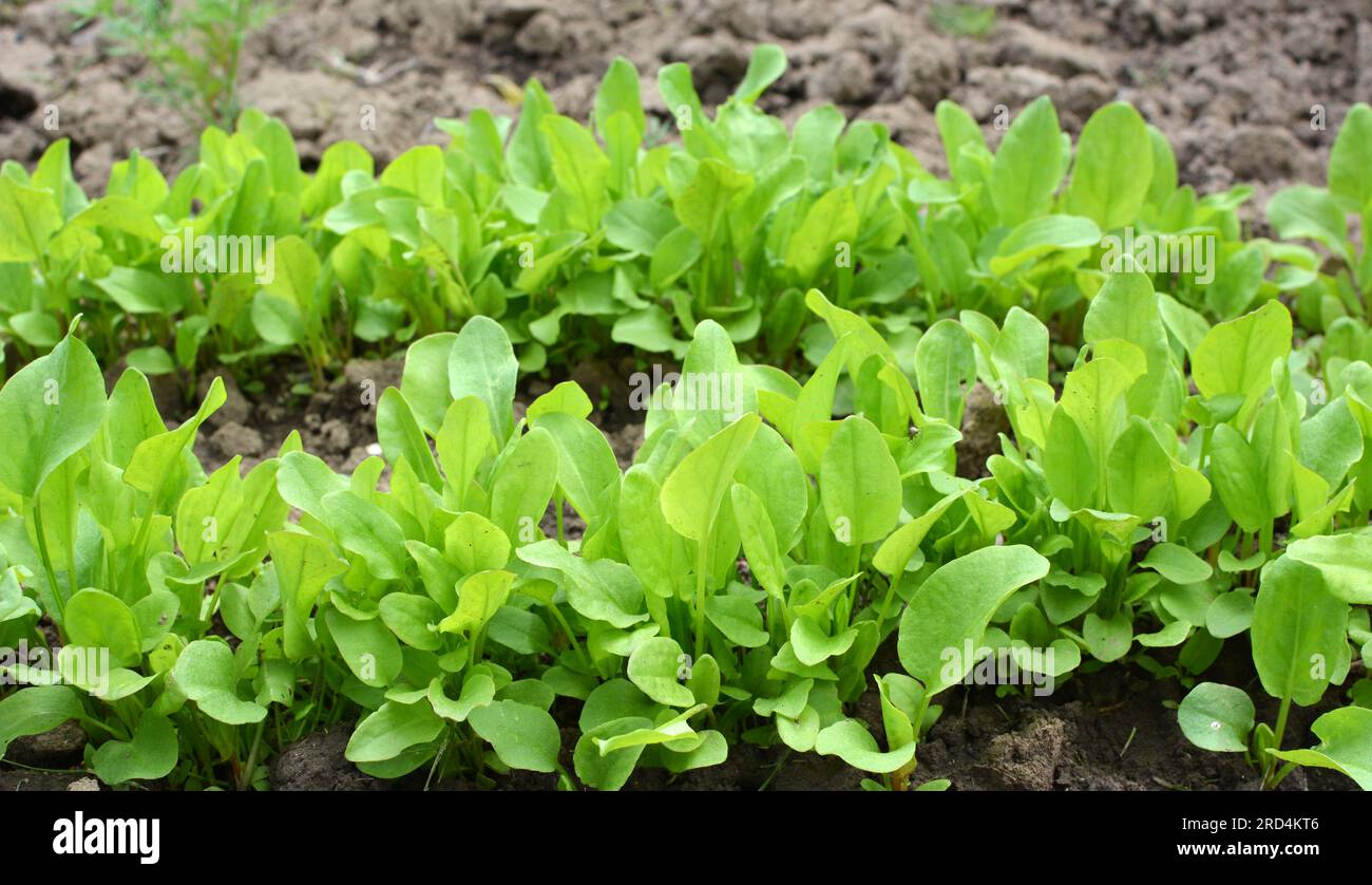 Sorrel grows in open organic soil in the garden Stock Photo - Alamy