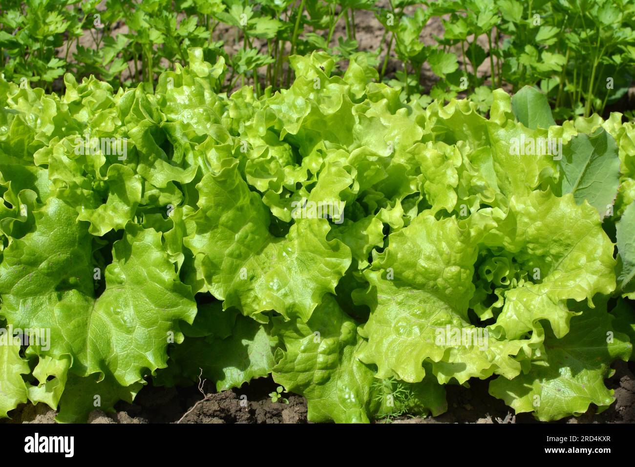 In the open organic ground grows lettuce (Lactuca sativa Stock Photo ...