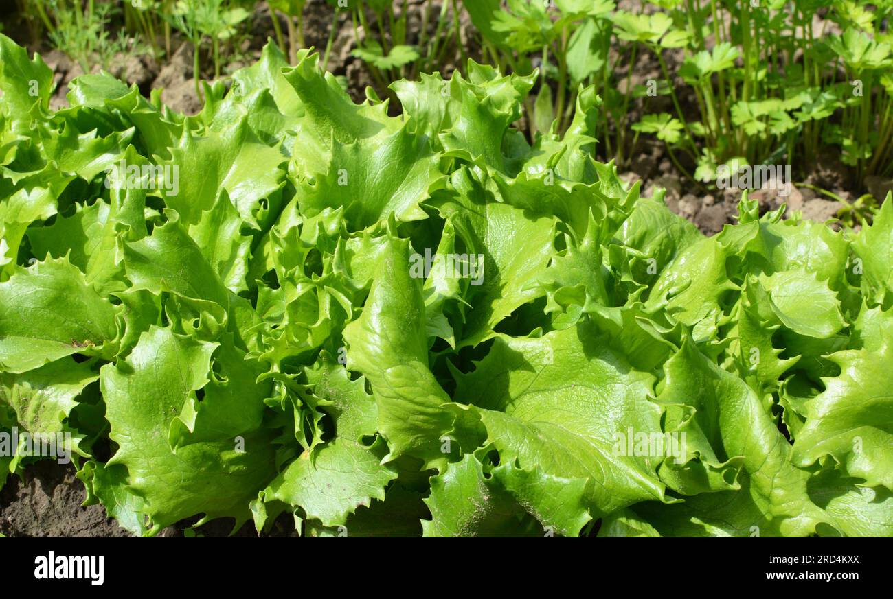 In the open organic ground grows lettuce (Lactuca sativa Stock Photo ...