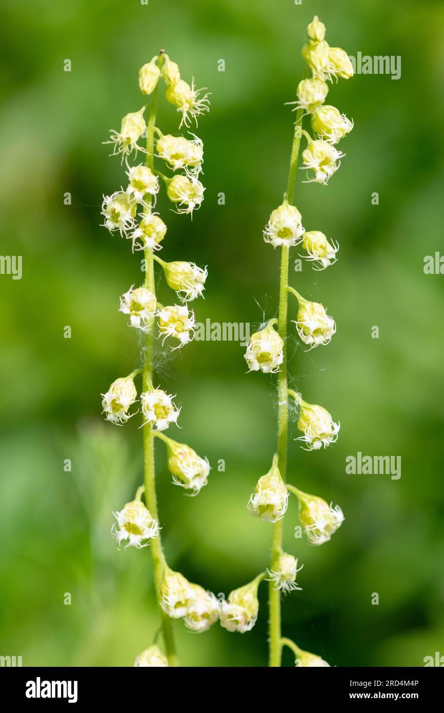 Close up of bigflower tellima (tellima grandiflora) flowers in bloom ...