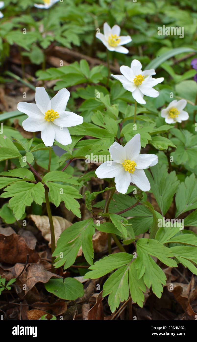 In the wildlife of the forest bloom early spring perennial plant ...