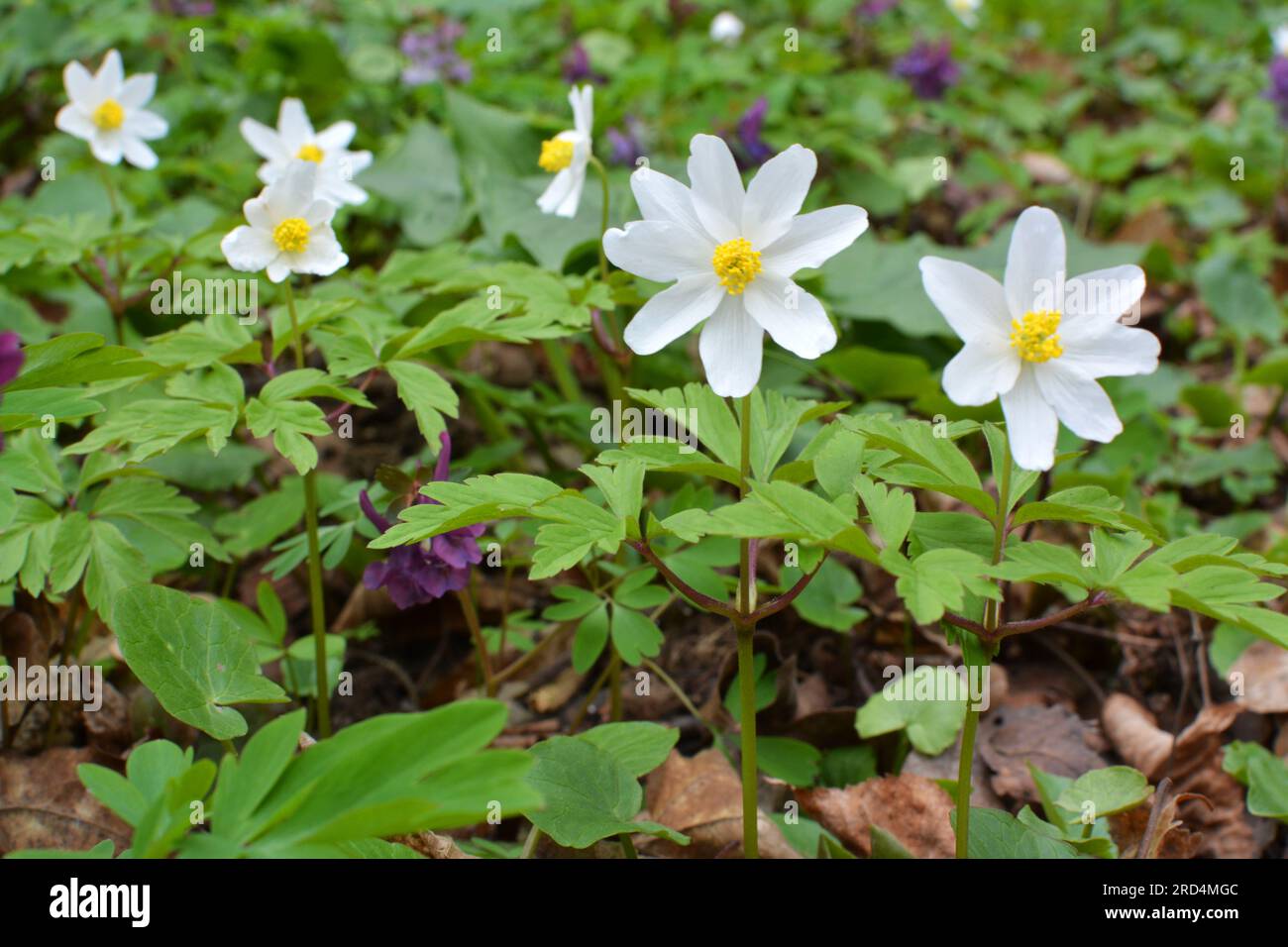 In the wildlife of the forest bloom early spring perennial plant ...