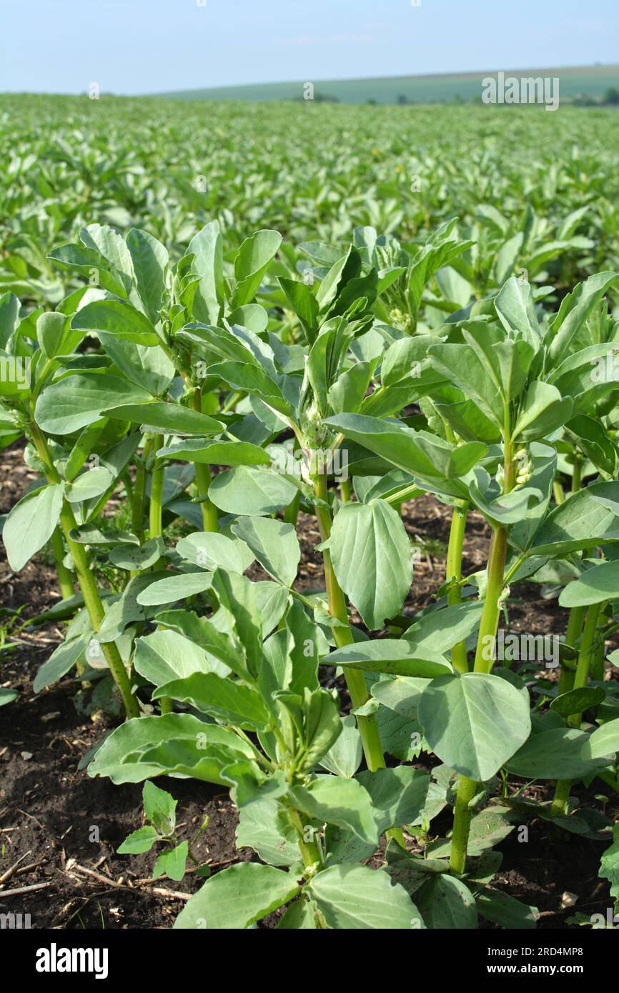 In spring, young Horse bean (Vicia faba) grows on a farm field Stock ...