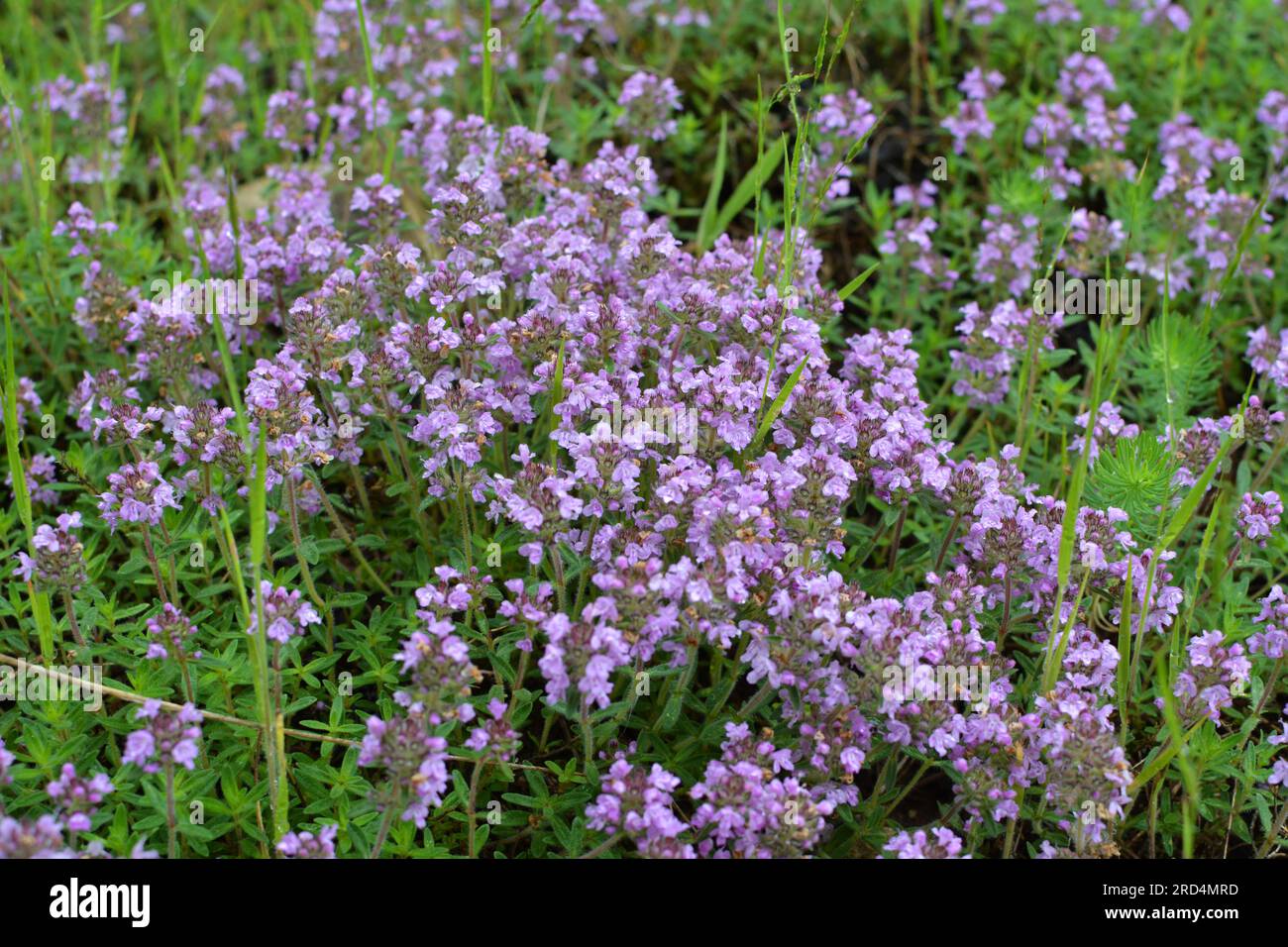 Thyme (Thymus serpyllum) blooms in the wild in summer Stock Photo - Alamy