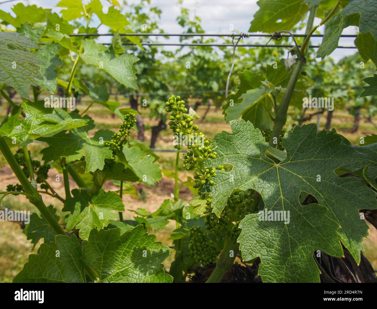Close-up of grape buds on the vine at Sugarloaf Mountain Vineyard ...