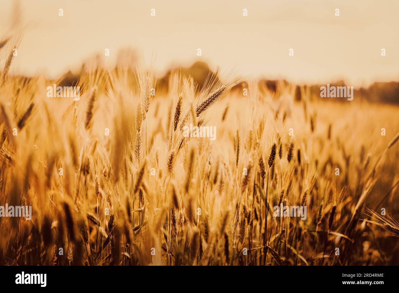 A vast expanse of golden ripe rye on a sunny day, showcasing the beauty ...