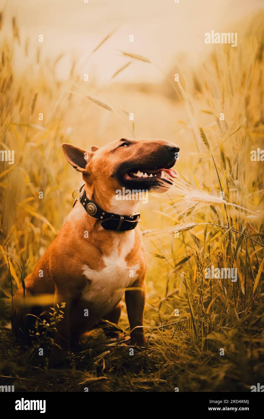 Cute field wheat spikelets sunrise hi-res stock photography and images ...
