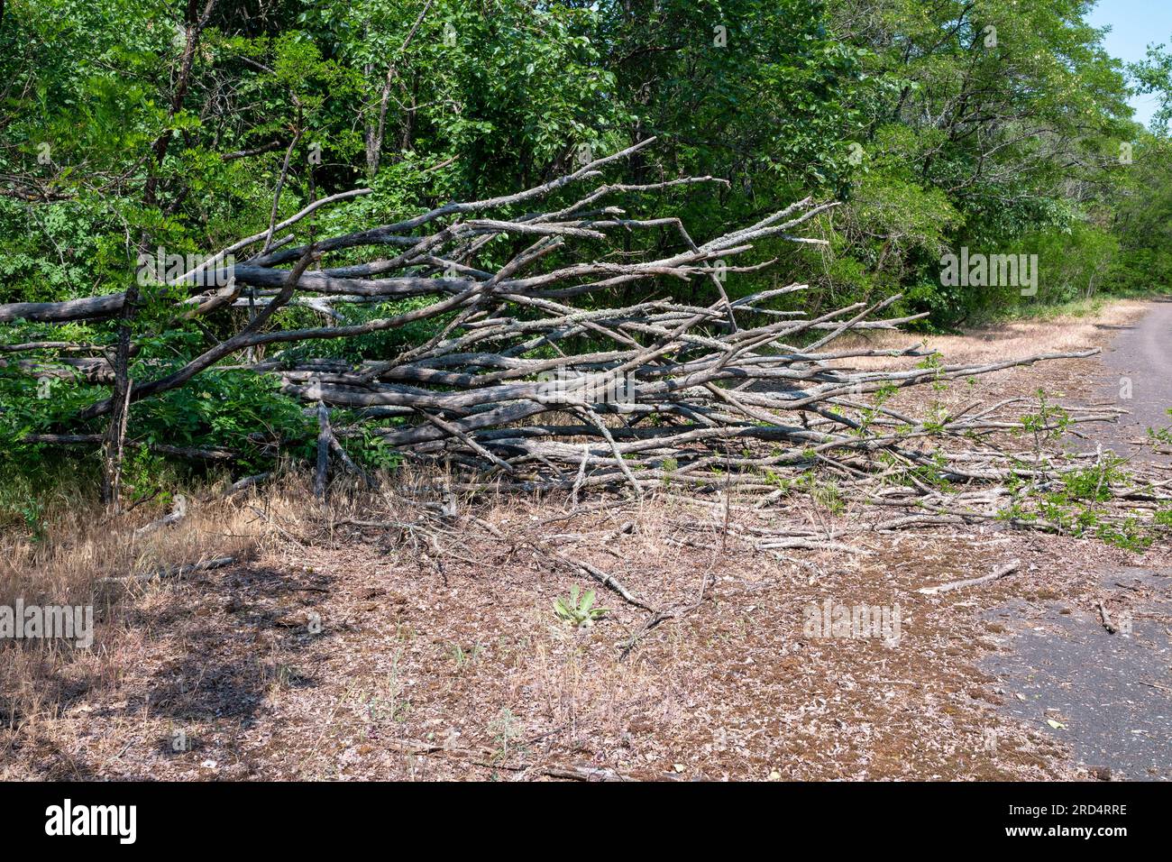 Log on poplar tree hi-res stock photography and images - Alamy