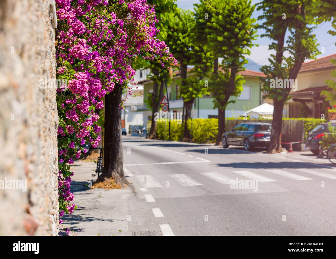 Pedestrian infrastructure. A sidewalk marked on the roadway and a tree ...