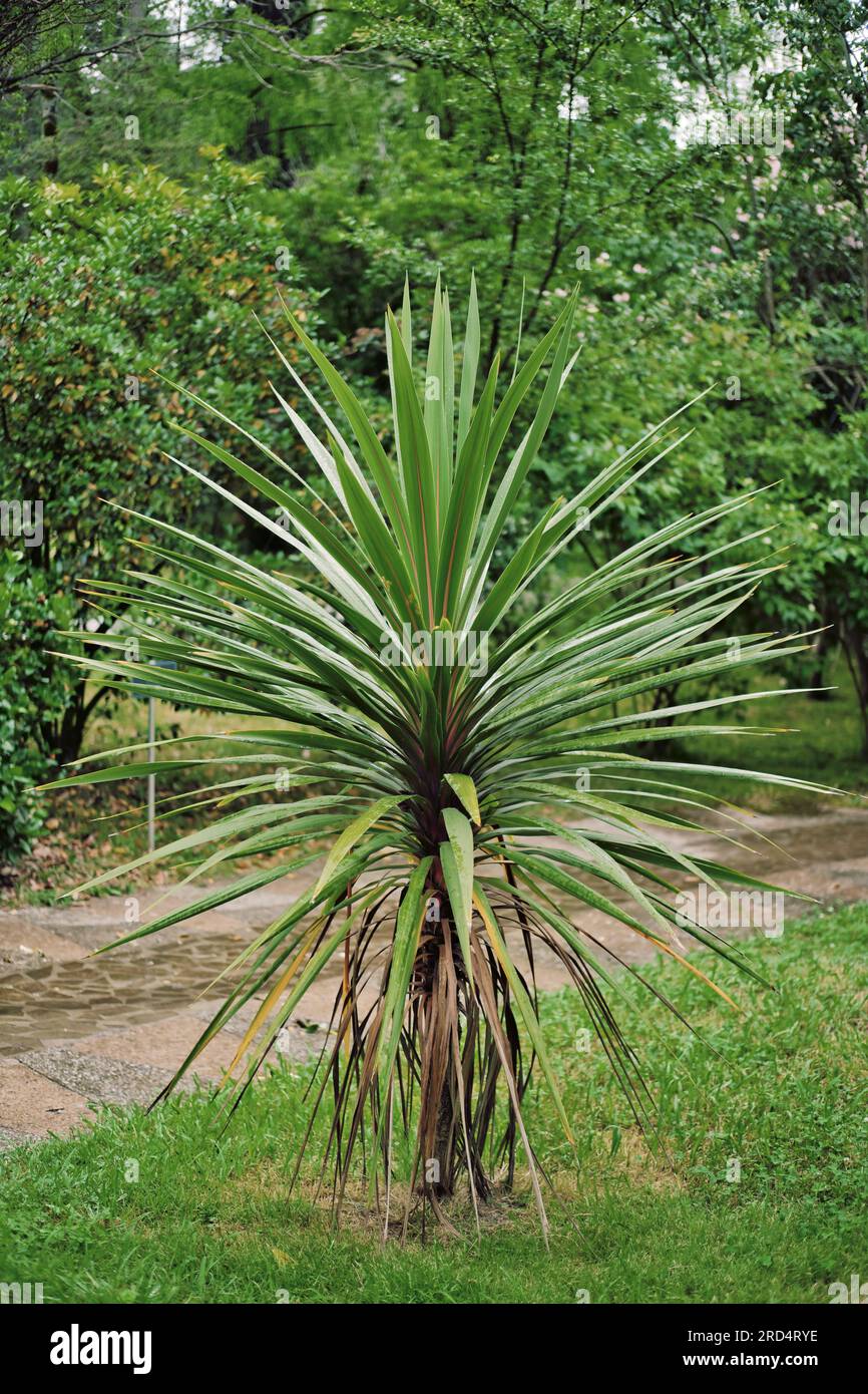 Young yucca plant with thin trunk in oundoors natural park. Yucca tree ...