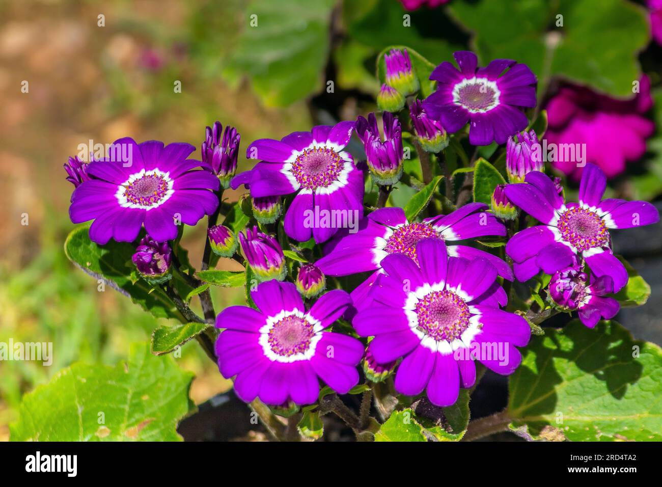 The Violet Beauty of Cineraria Plant in Nature Stock Photo - Alamy