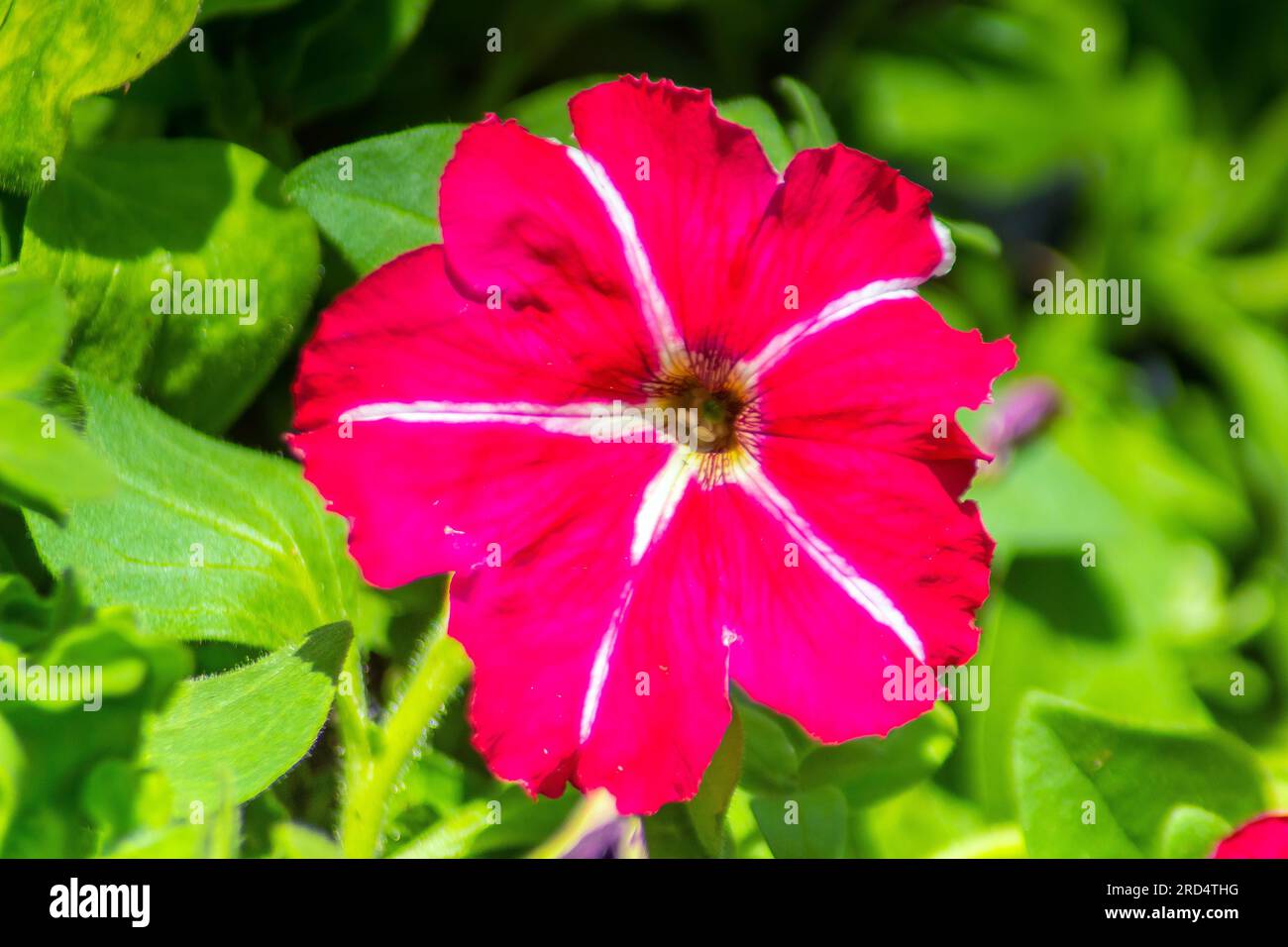 Surfinia: Captivating Beauty of Cascading Blooms in Nature Stock Photo ...