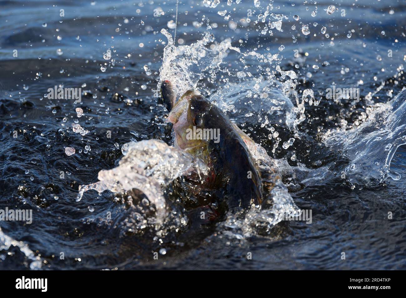 European perch striking a wobbler lure on the surface of a lake in ...