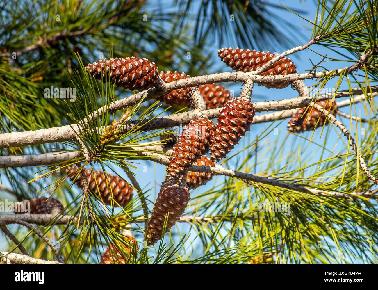 Aleppo Pine: Majestic Beauty of Tree Stock Photo - Alamy