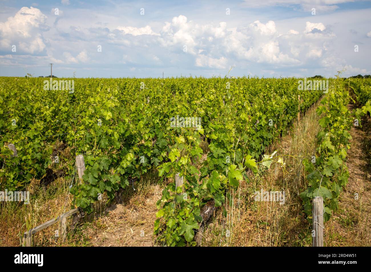 vineyard in Bordeaux France fields plot of vines of winegrower to make ...