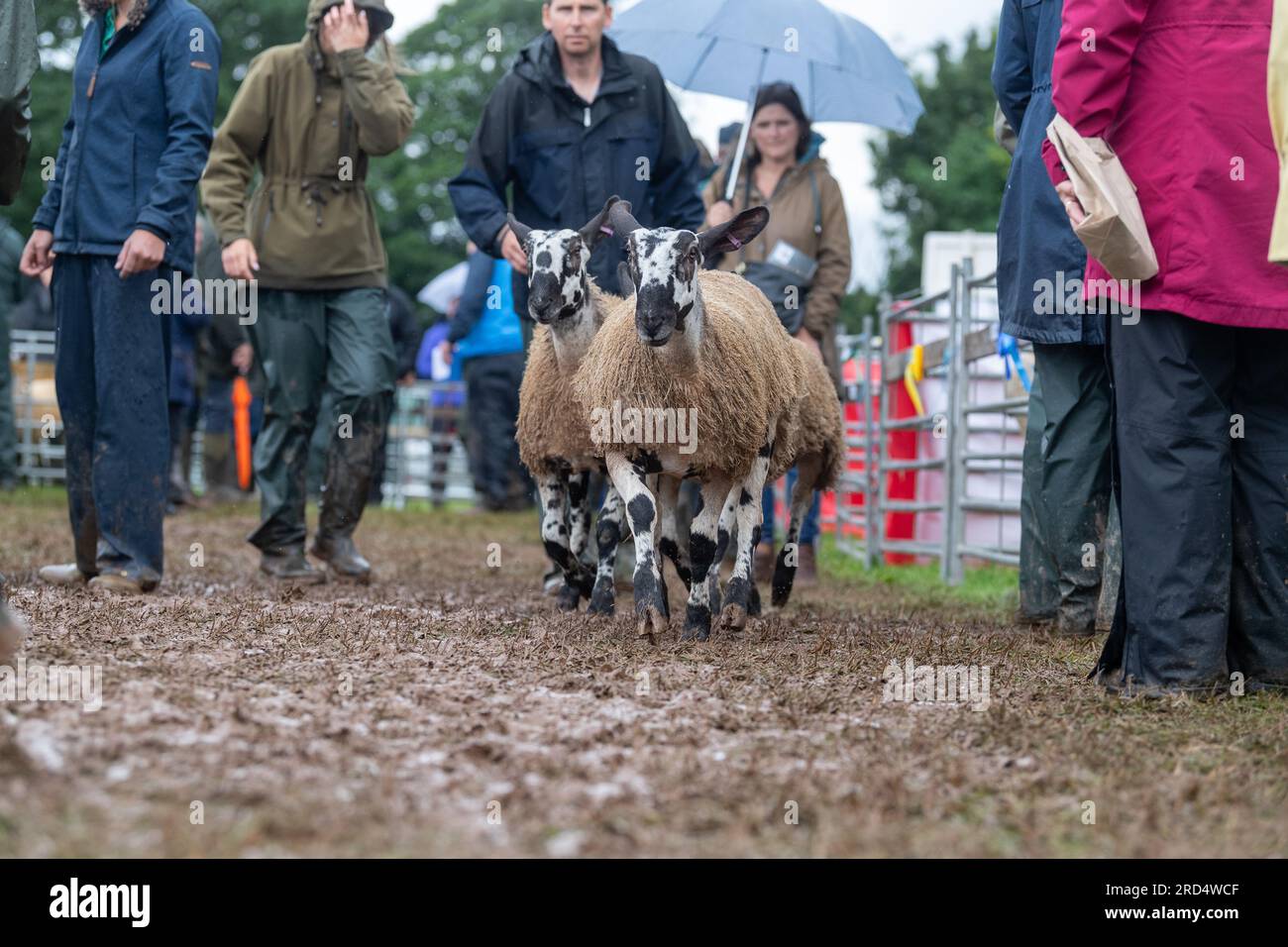 Farmers showing sheep at a very wet Penrith Show, Cumbria, 2023 Stock ...