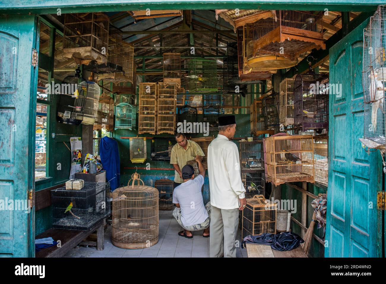 Birds of java hi-res stock photography and images - Alamy