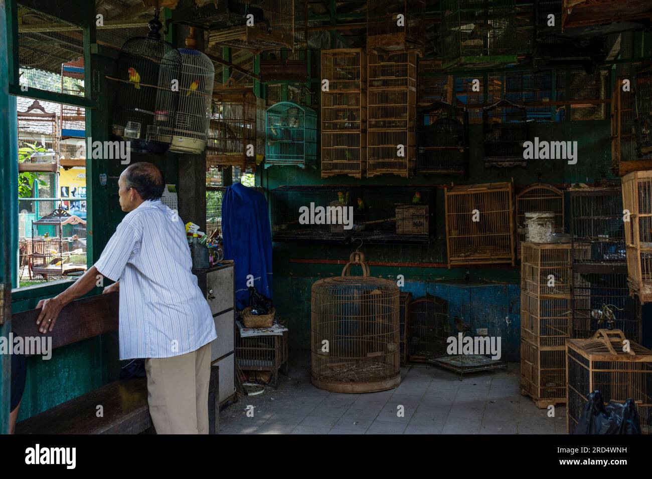 Birds of java hi-res stock photography and images - Alamy
