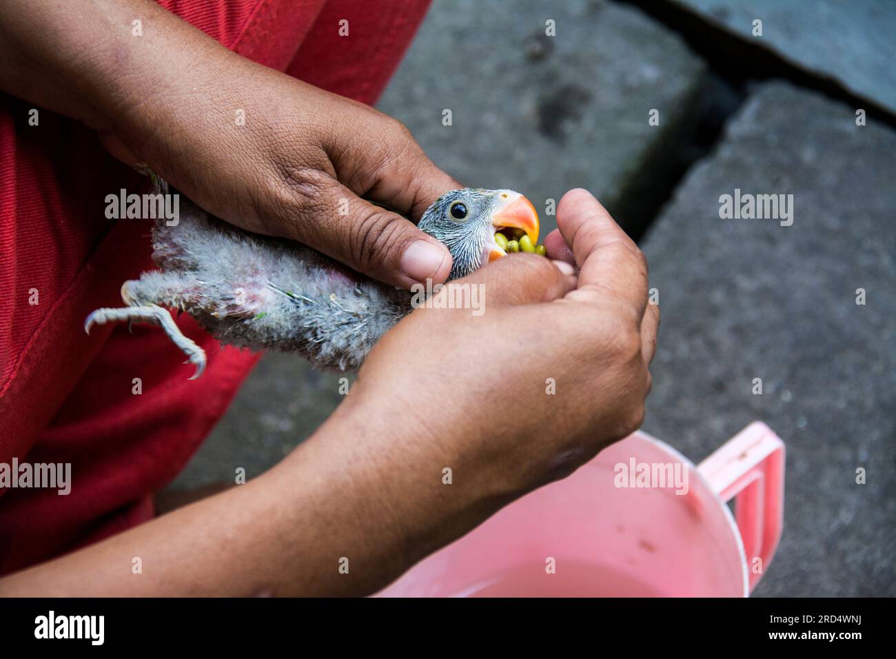 Birds of java hi-res stock photography and images - Alamy