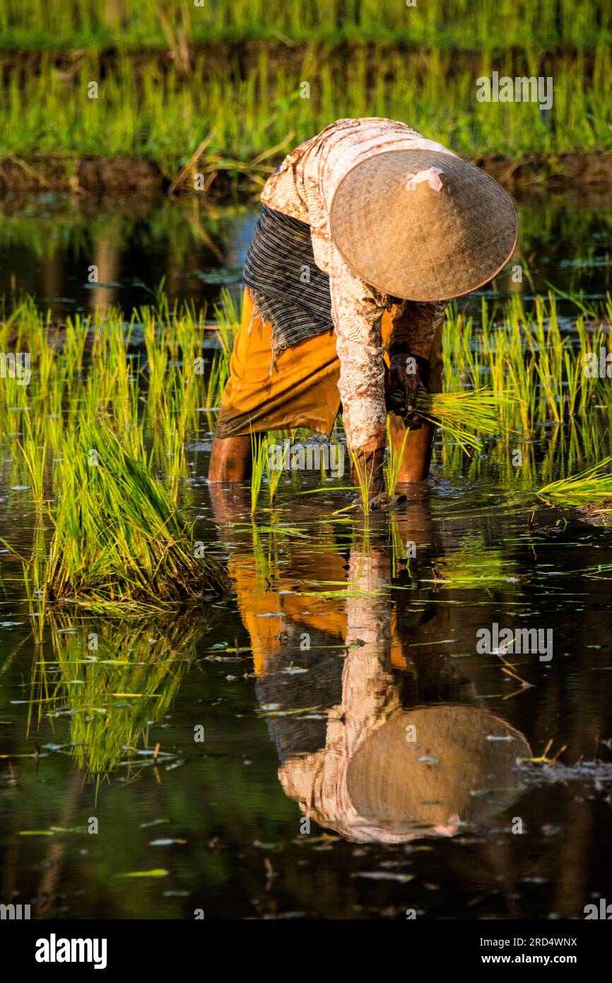 Java indonesia rice paddies hi-res stock photography and images - Alamy