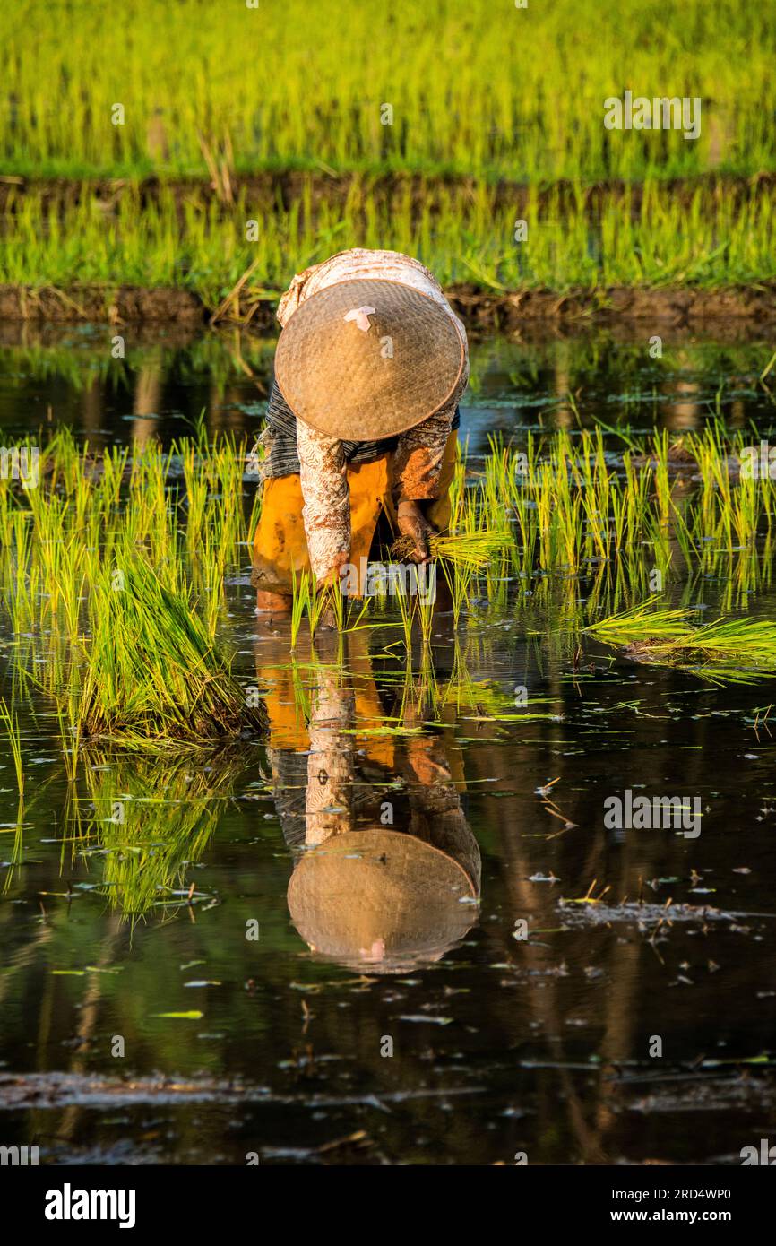 Java indonesia rice paddies hi-res stock photography and images - Alamy