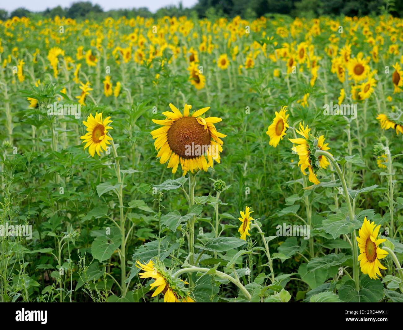 Edgerton hill hi-res stock photography and images - Alamy