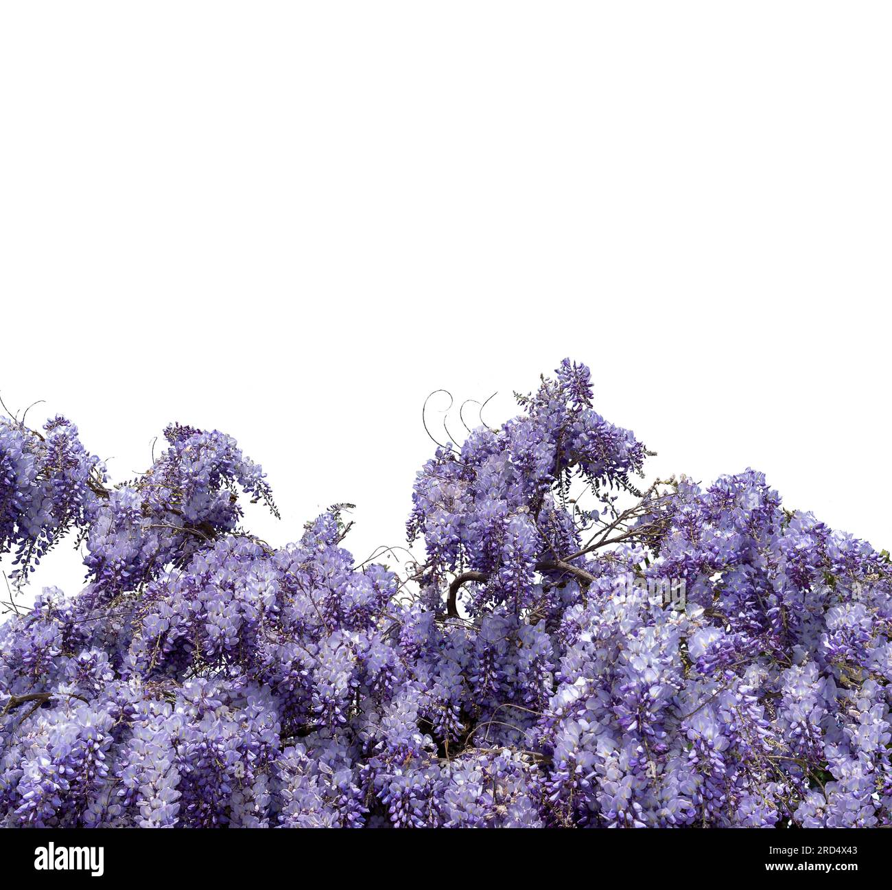 Wisteria flowering branch isolated with clipping path, ideal frame for ...
