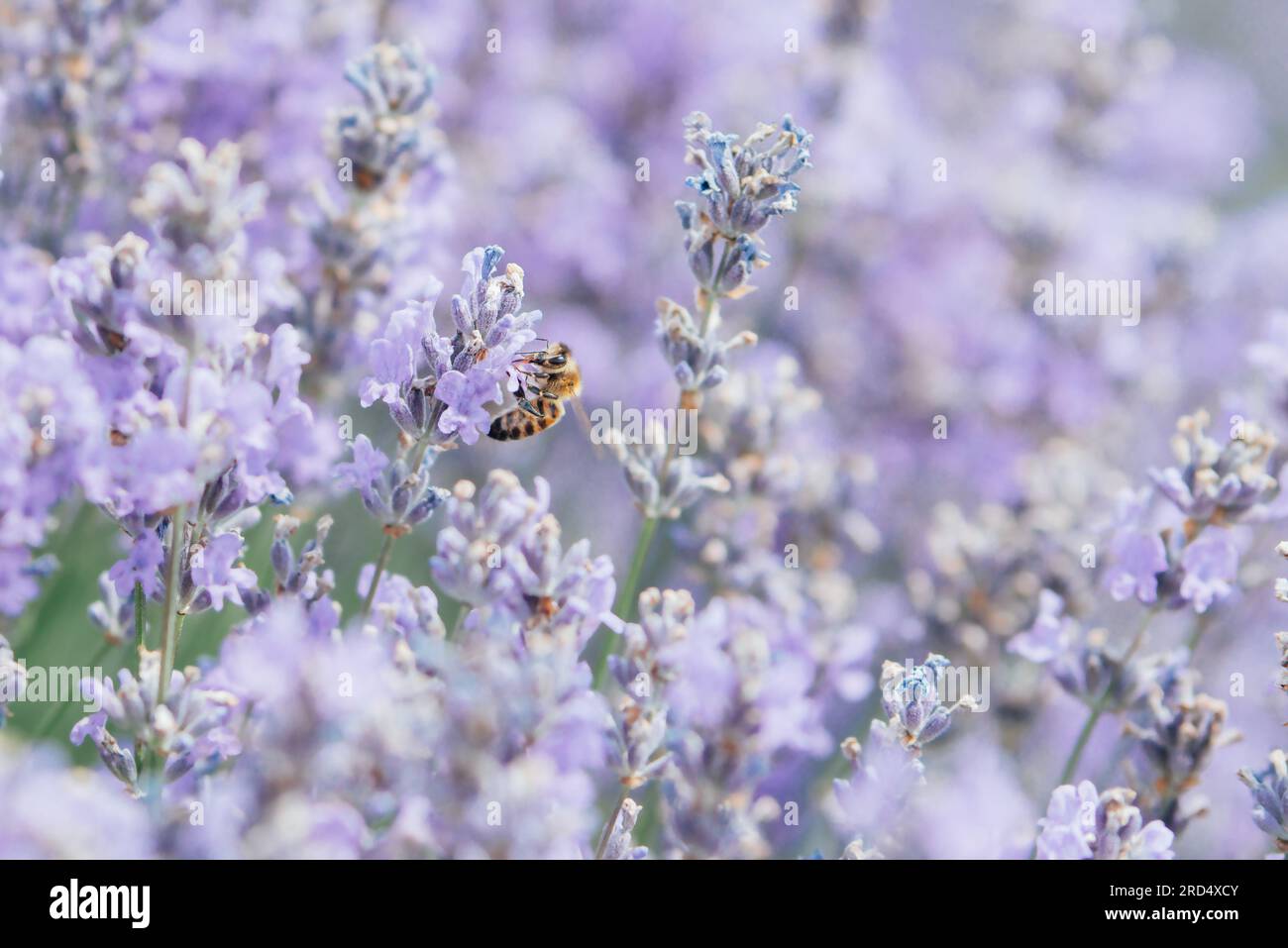 Honey bee pollinating lavender flowers. Plant decay with insects. Blurred summer background of ...