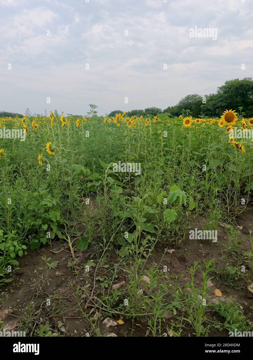 Franklin gardner hi-res stock photography and images - Alamy